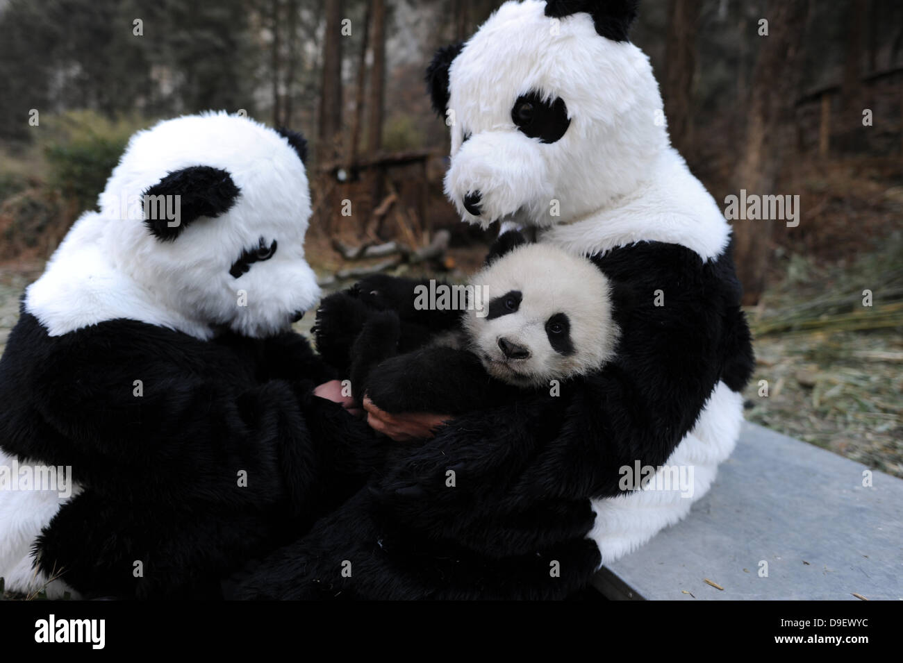 First giant pandas hi-res stock photography and images - Alamy