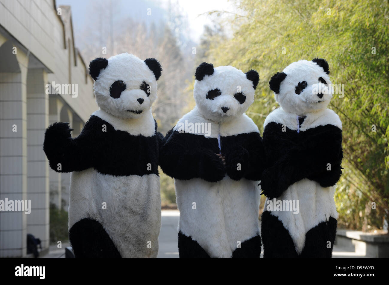 Captive Panda Research Researchers dressed as pandas look after a ...
