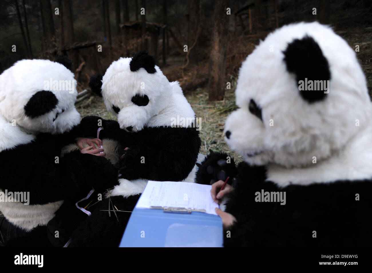 Captive Panda Research Researchers dressed as pandas look after a ...