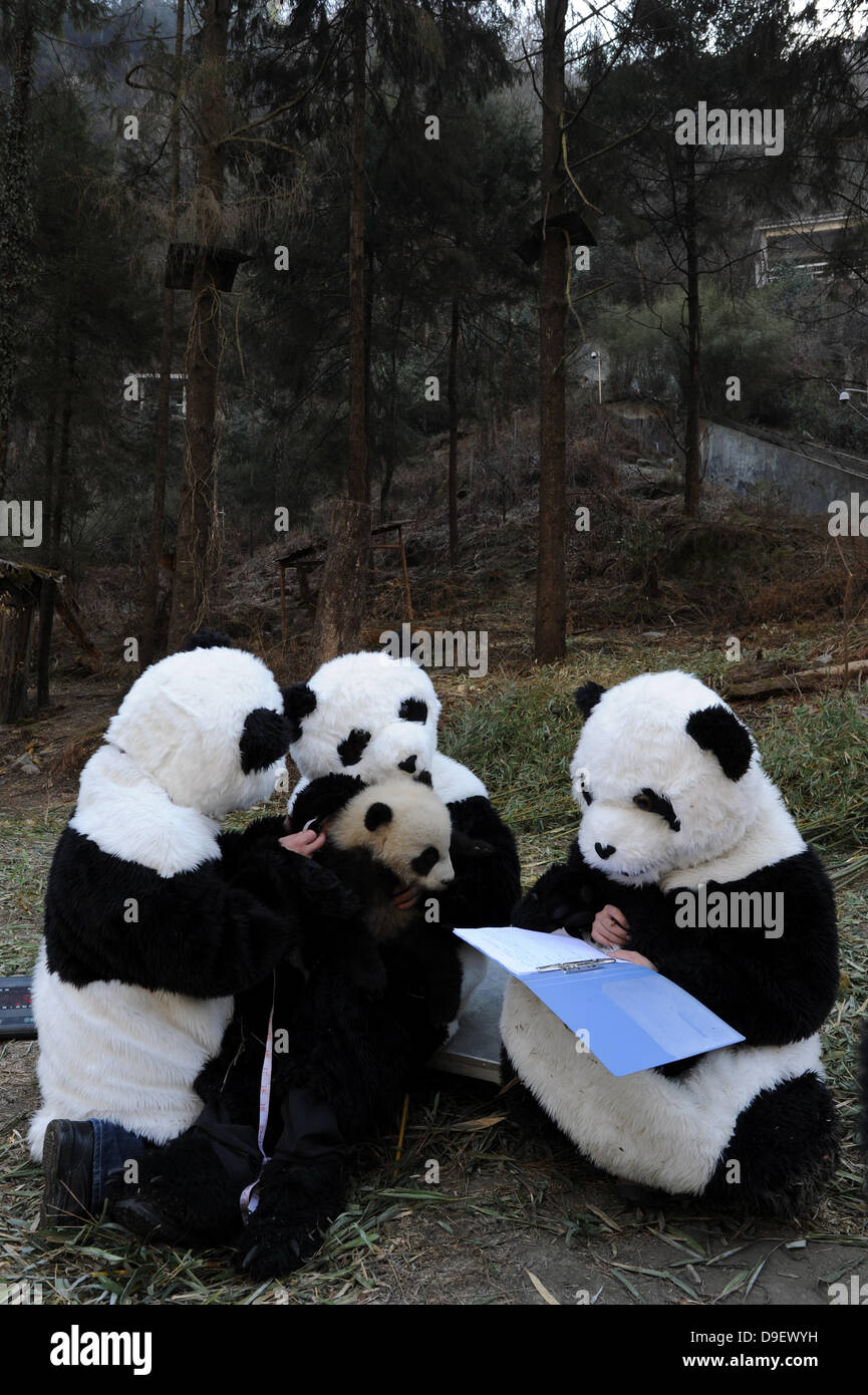 Captive Panda Research Researchers dressed as pandas look after a ...