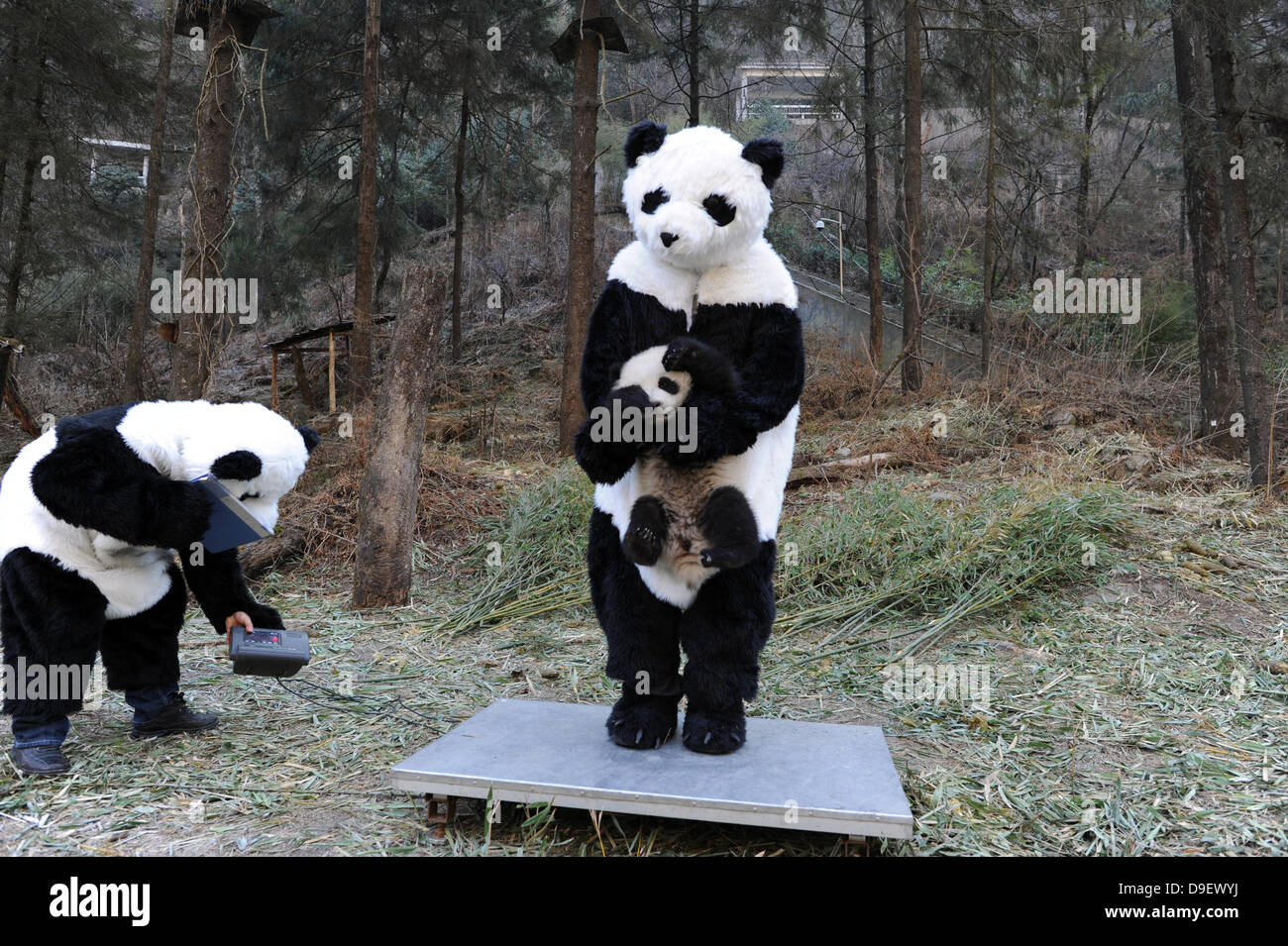 Captive Panda Research Researchers dressed as pandas look after a ...