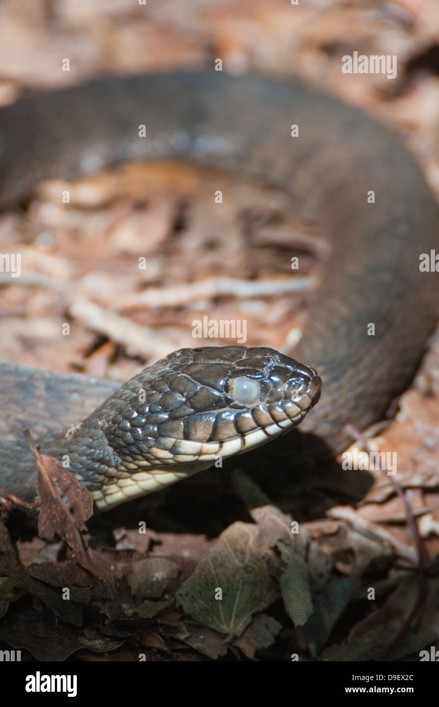 Diamondback water snake hi-res stock photography and images - Alamy