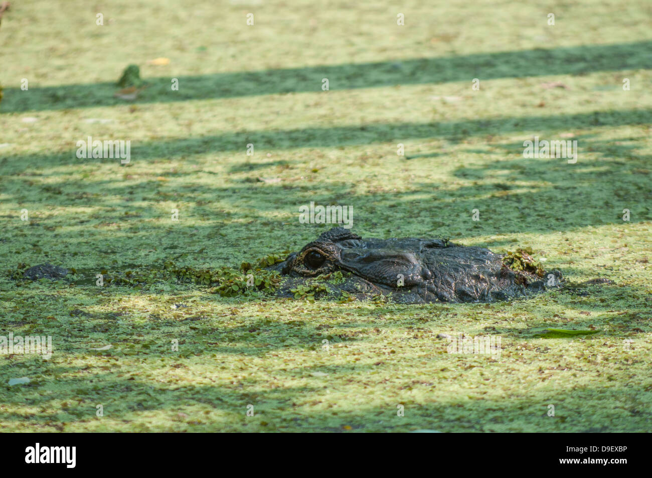 American Alligator in swamp Stock Photo - Alamy