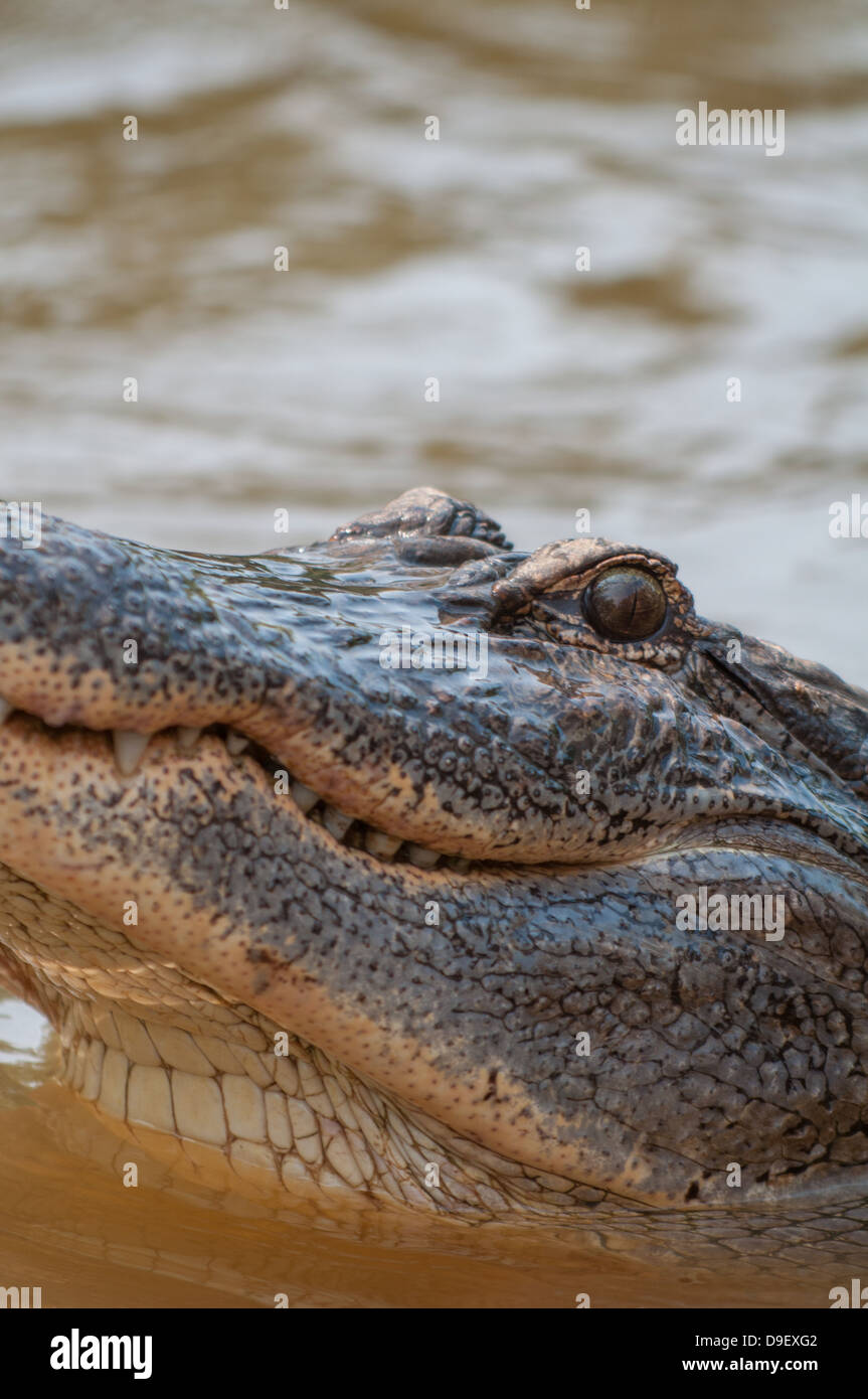 American Alligator in swamp Stock Photo - Alamy