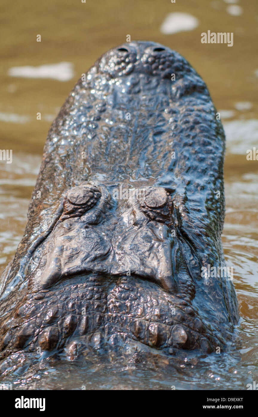 American Alligator in swamp Stock Photo - Alamy