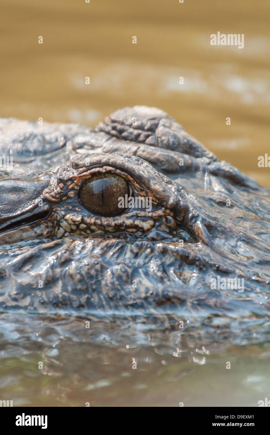 American Alligator in swamp Stock Photo - Alamy