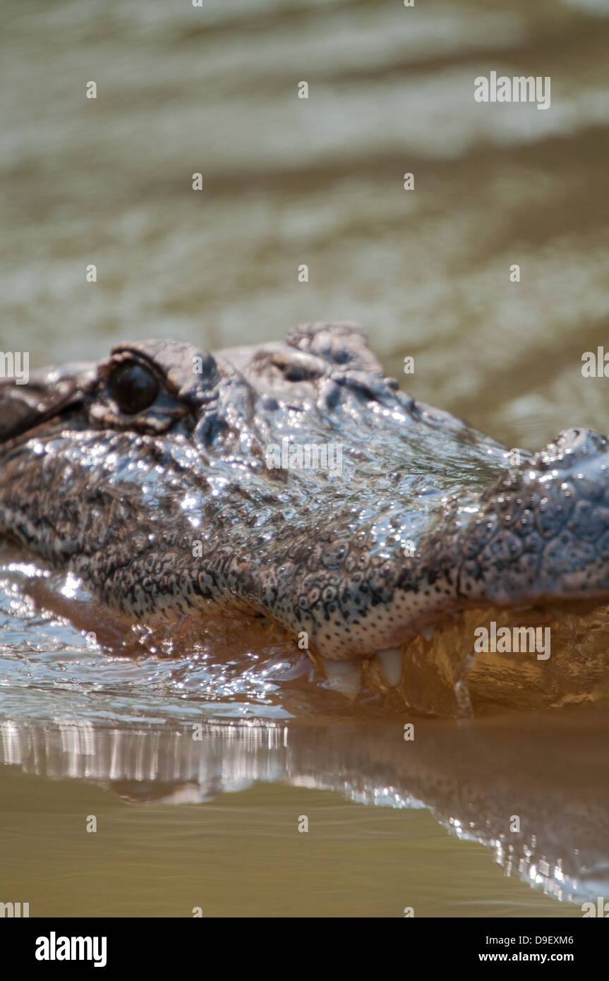 American Alligator in swamp Stock Photo - Alamy