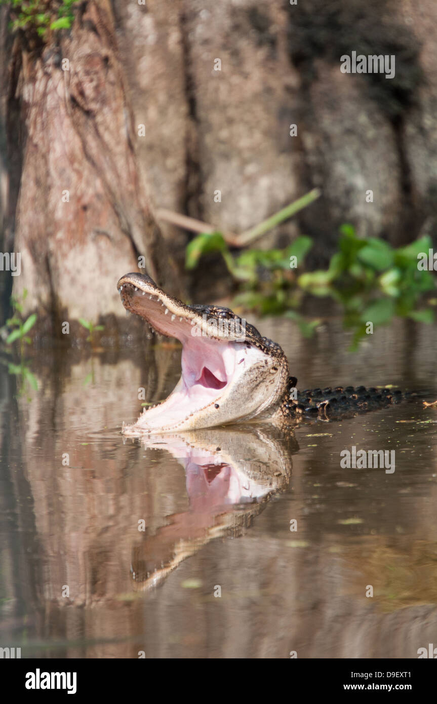 American Alligator in swamp Stock Photo - Alamy