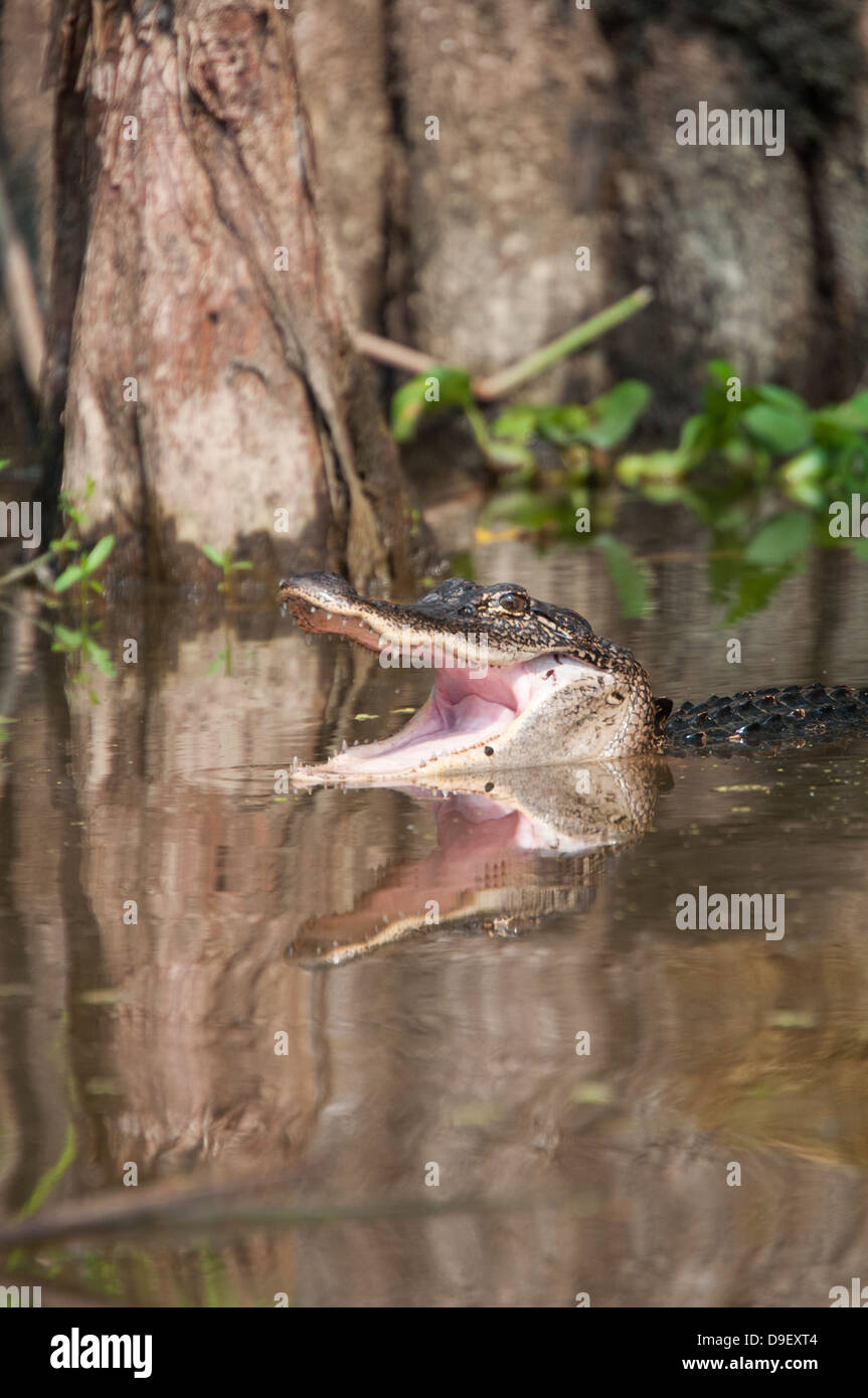American Alligator in swamp Stock Photo - Alamy