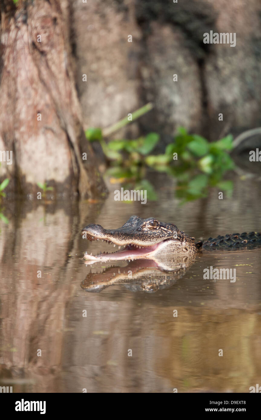 American Alligator in swamp Stock Photo - Alamy