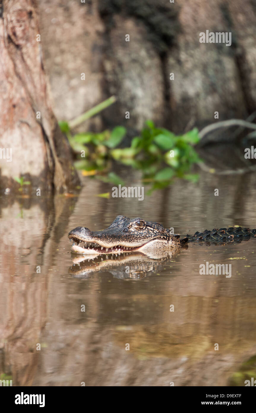 Alligator in swamp hi-res stock photography and images - Alamy