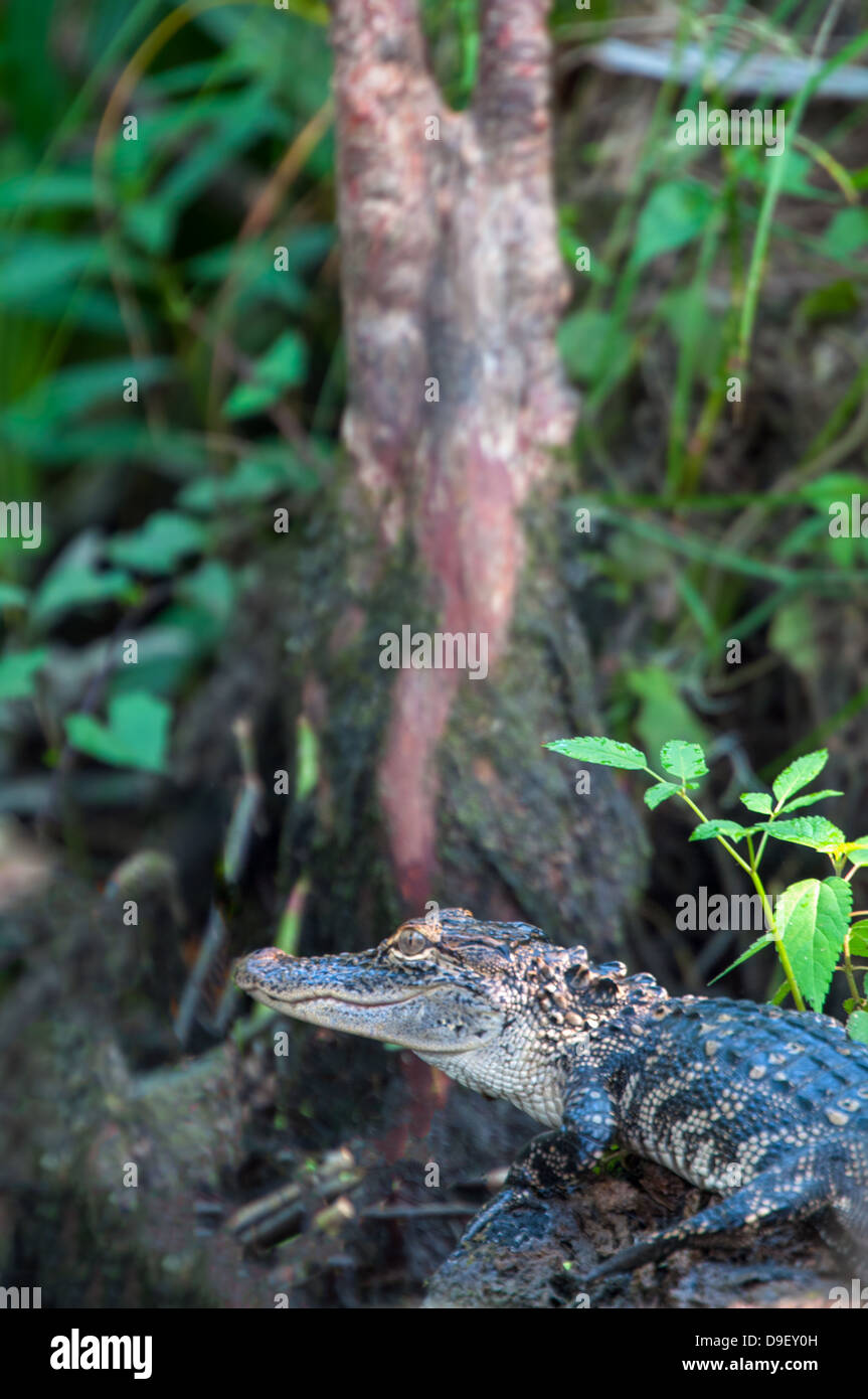 Alligator in swamp hi-res stock photography and images - Alamy
