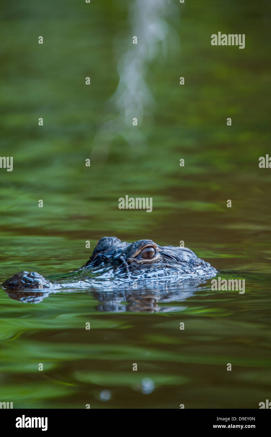 American Alligator in swamp Stock Photo - Alamy