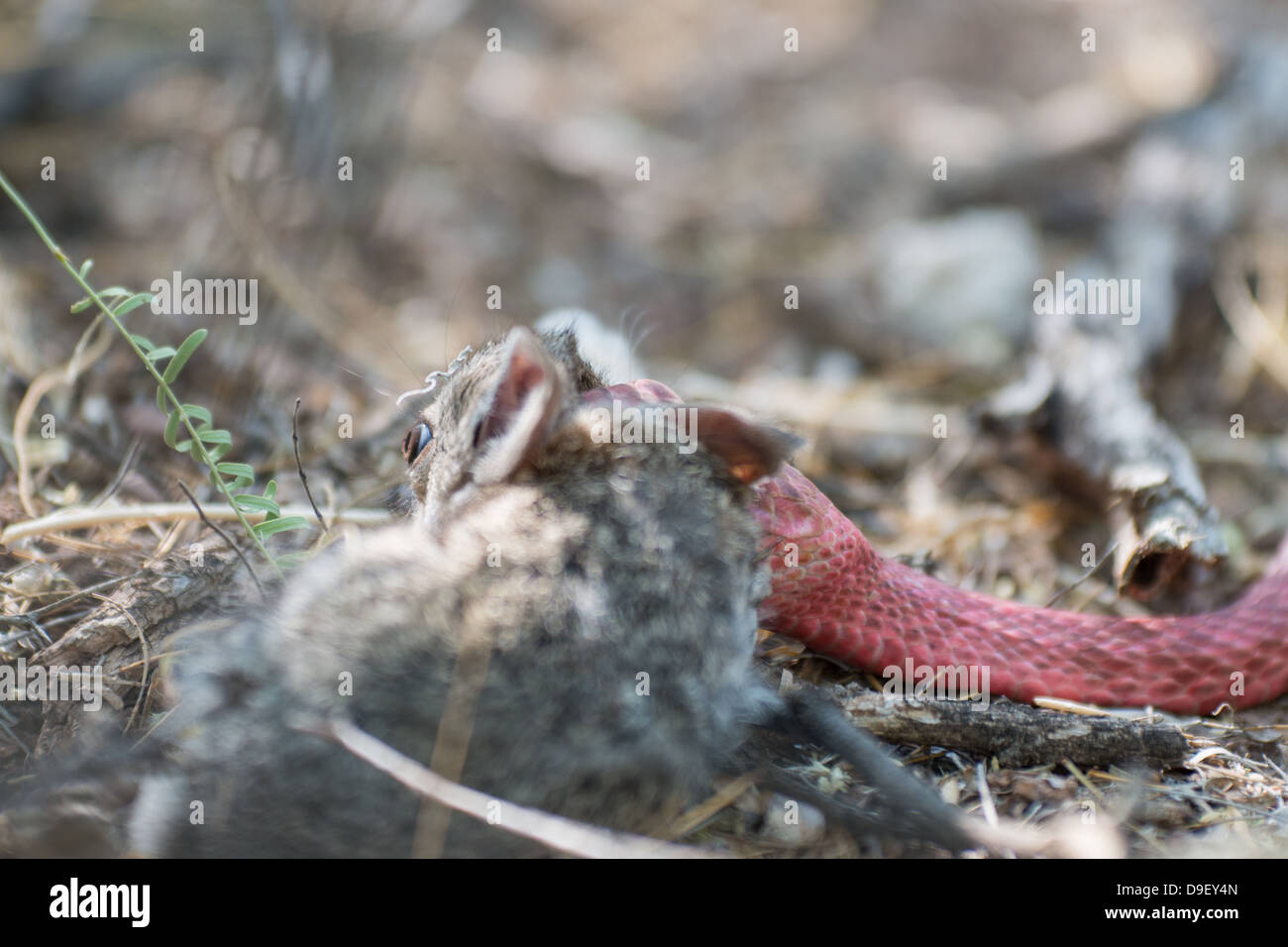 A pink coachwhip captured a young eastern cottontail in Big Bend Ranch ...