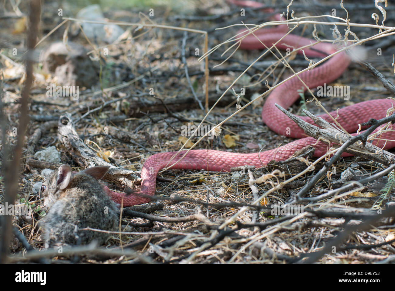A pink coachwhip captured a young eastern cottontail in Big Bend Ranch ...