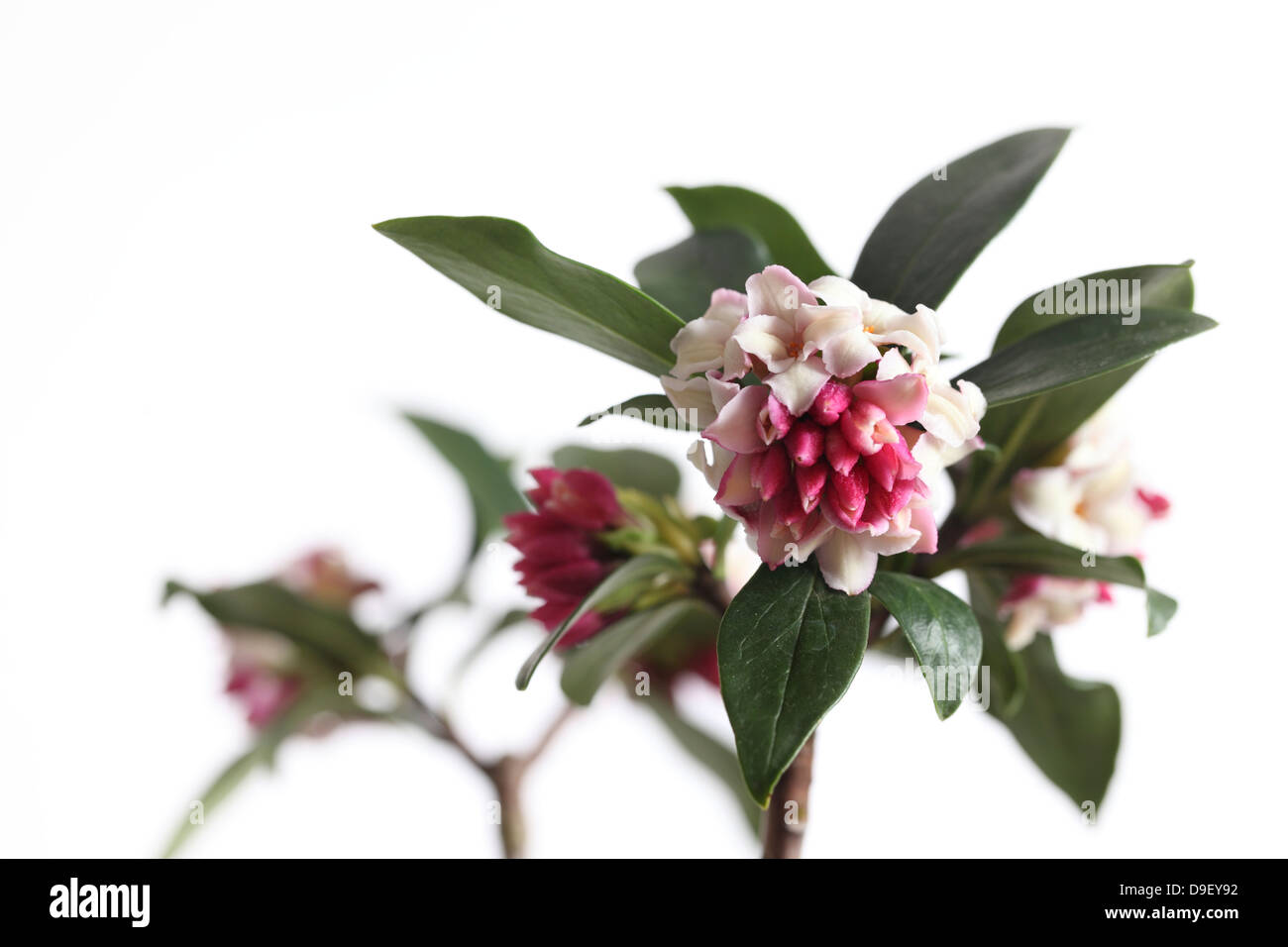 Daphne Flower High Resolution Stock Photography and Images - Alamy