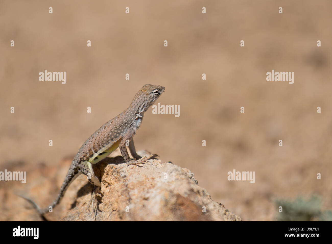 Greater earless lizard hi-res stock photography and images - Alamy