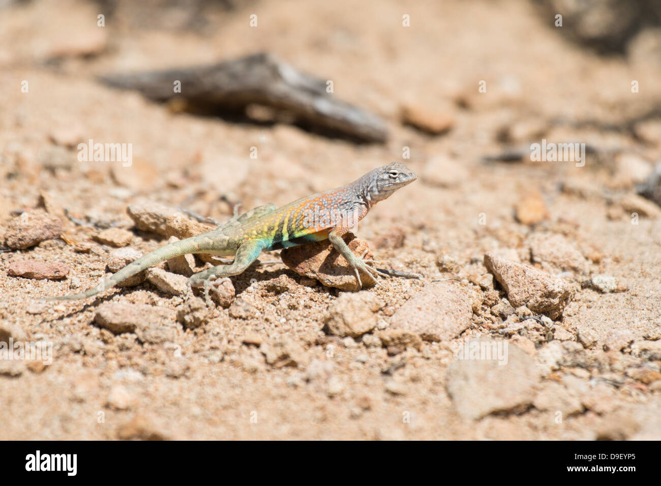Greater earless lizard hi-res stock photography and images - Alamy