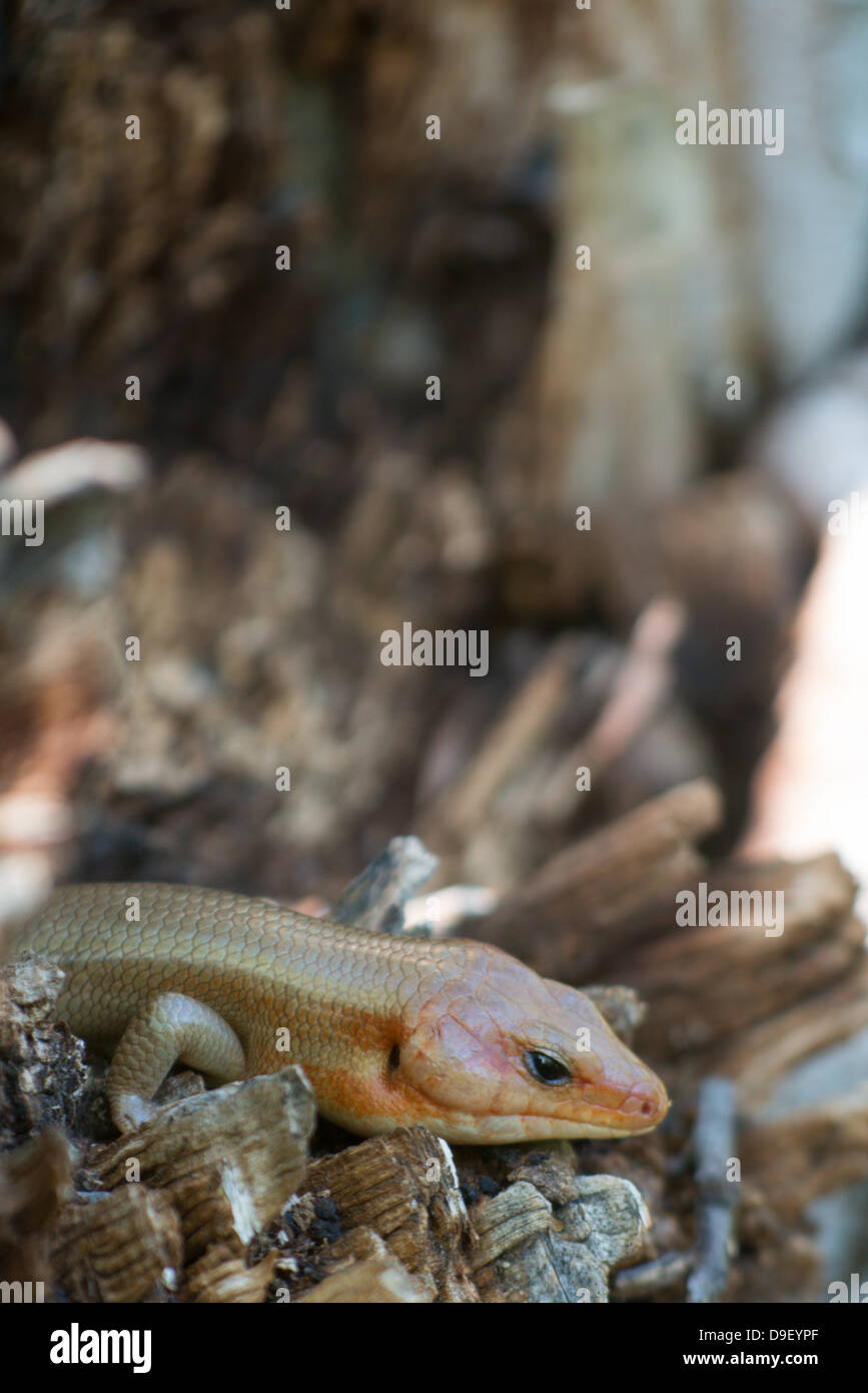 A Male Broad-Headed Skink Stock Photo - Alamy