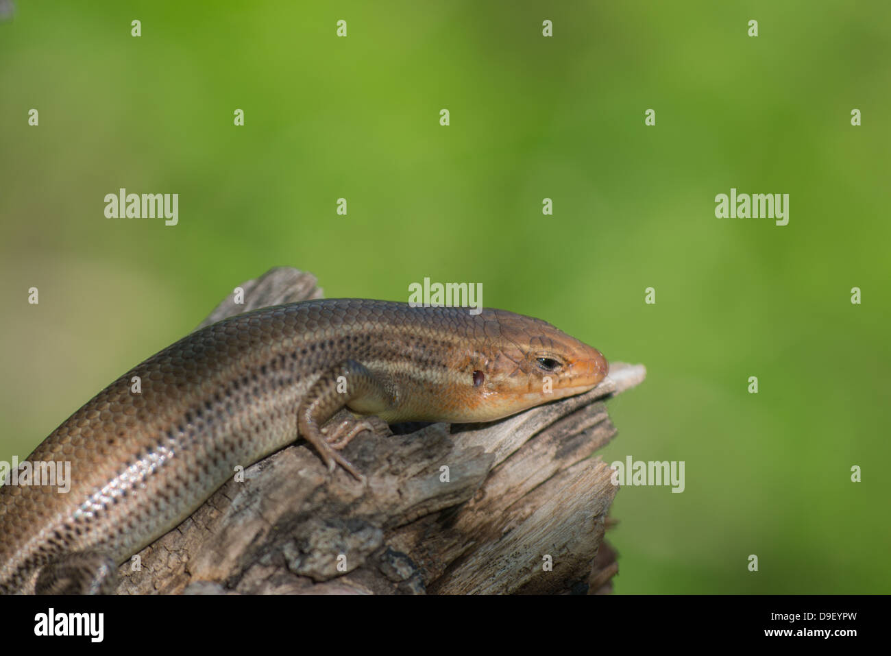 A Female broad-headed skink Stock Photo - Alamy