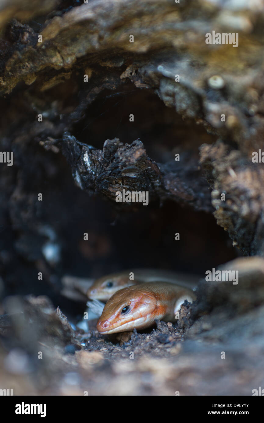 Broad headed skink hi-res stock photography and images - Alamy