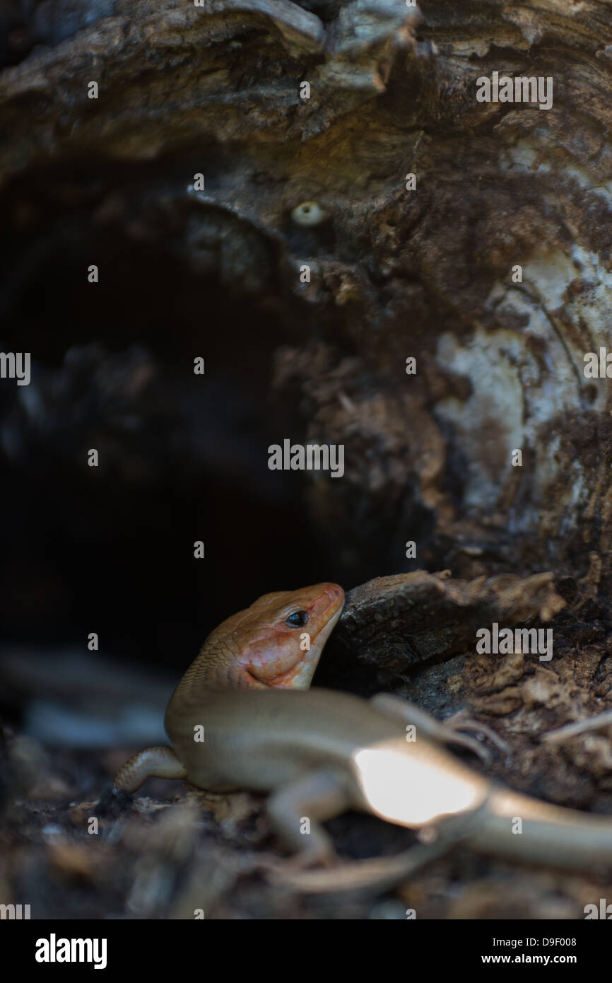 broad-headed skink walking away Stock Photo - Alamy