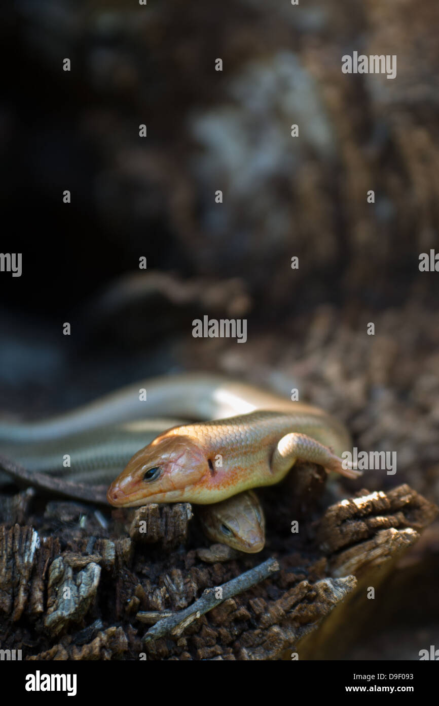 Broad headed skinks hi-res stock photography and images - Alamy