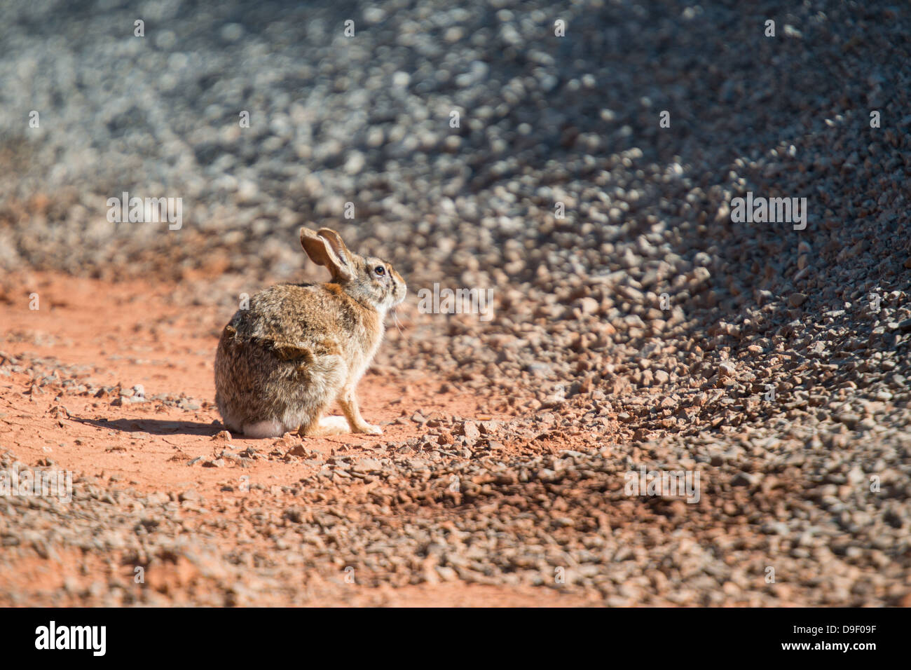 Cottontail rabbits hi-res stock photography and images - Alamy
