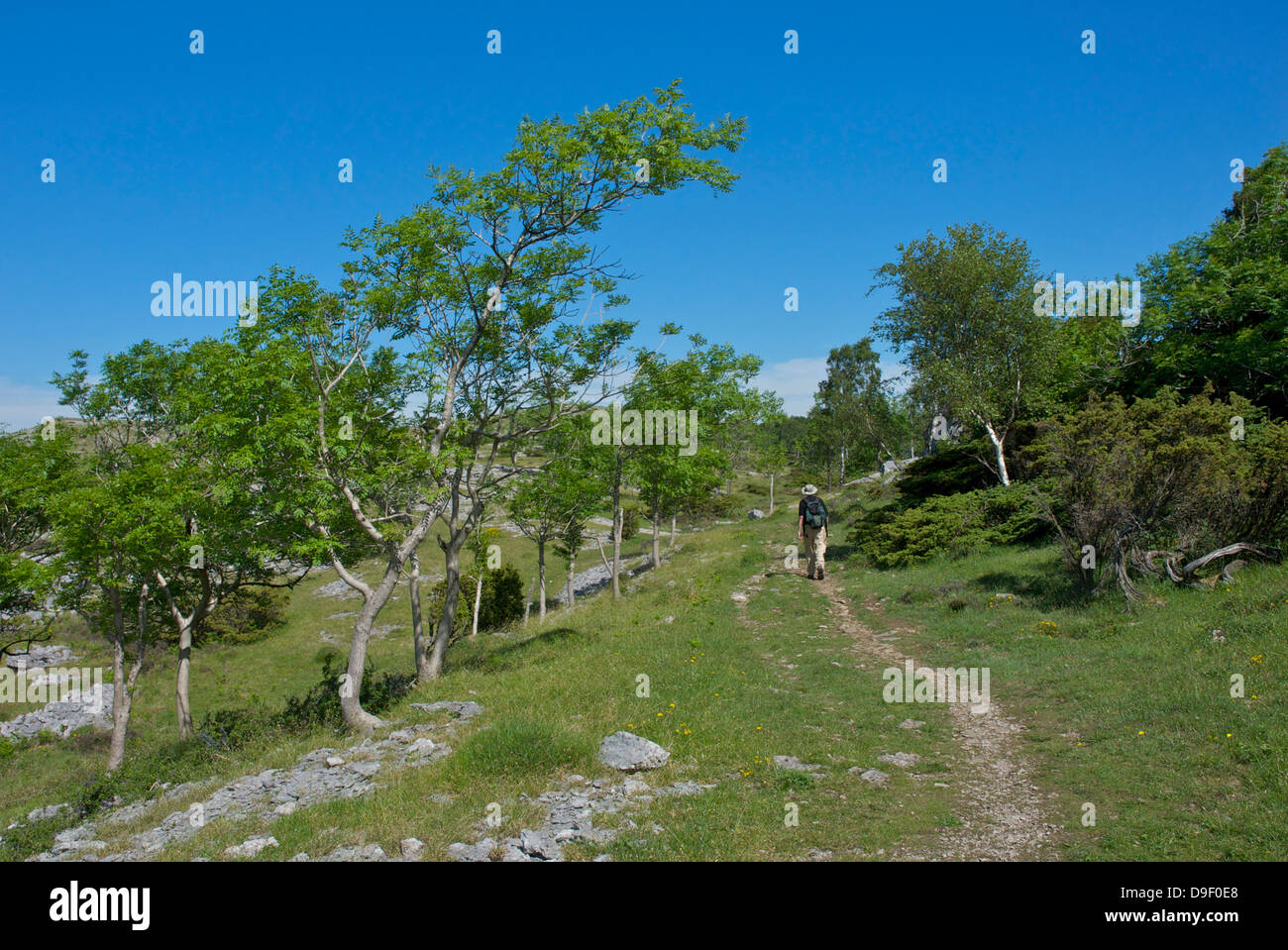 Senior man walking on path through a limestone landscape, Whitbarrow ...