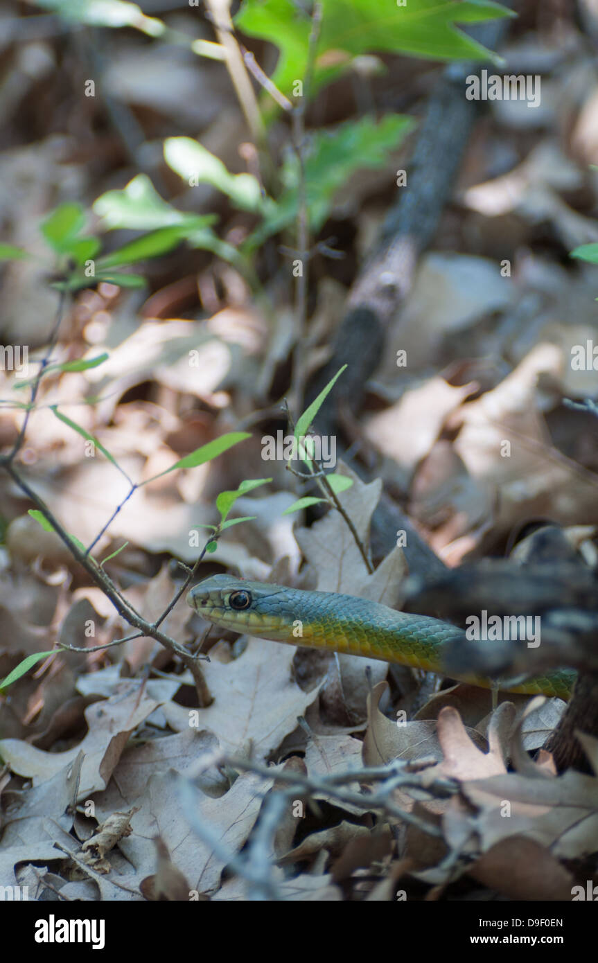 Rough green snake hi-res stock photography and images - Alamy