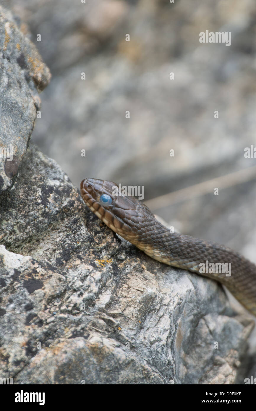 Diamondback water snake hi-res stock photography and images - Alamy