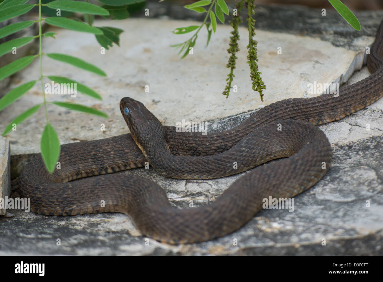 Diamondback water snake hi-res stock photography and images - Alamy
