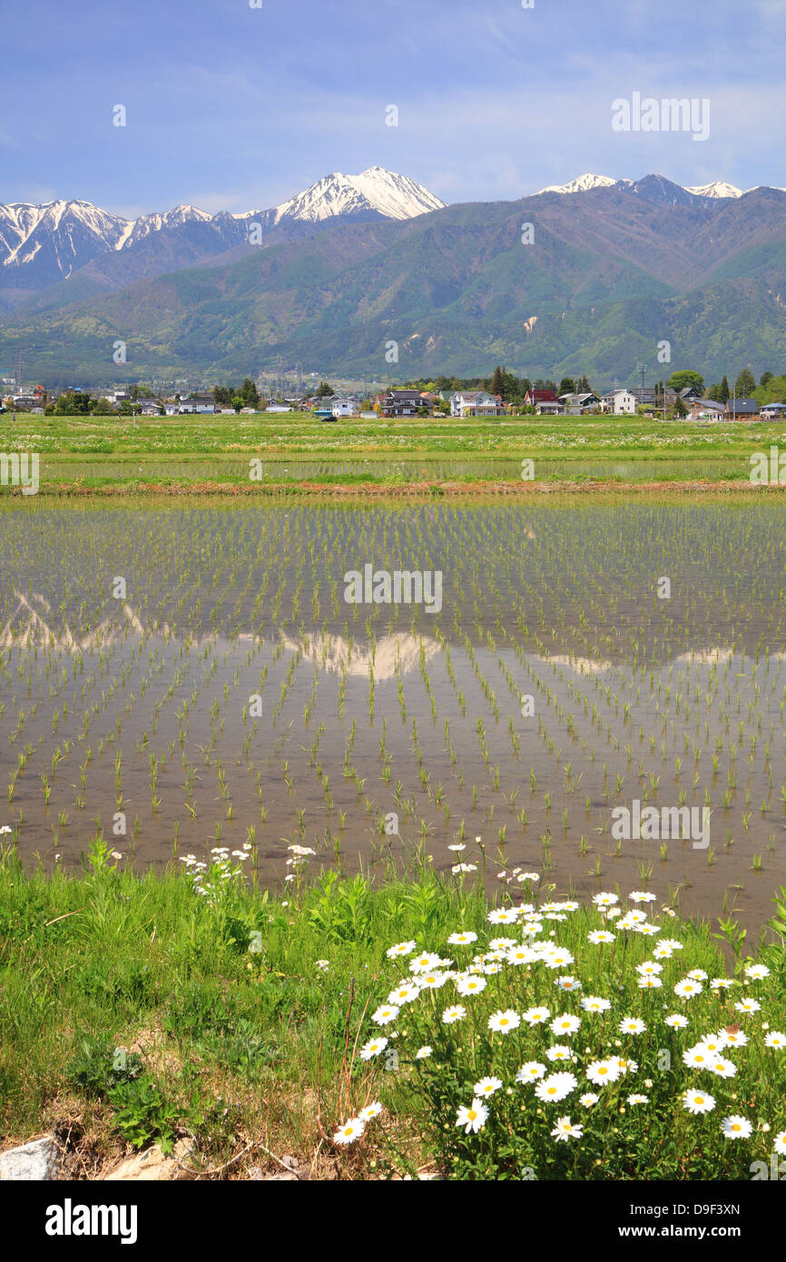 Japan Alps with paddy field and flower in Azumino city, Nagano, Japan ...