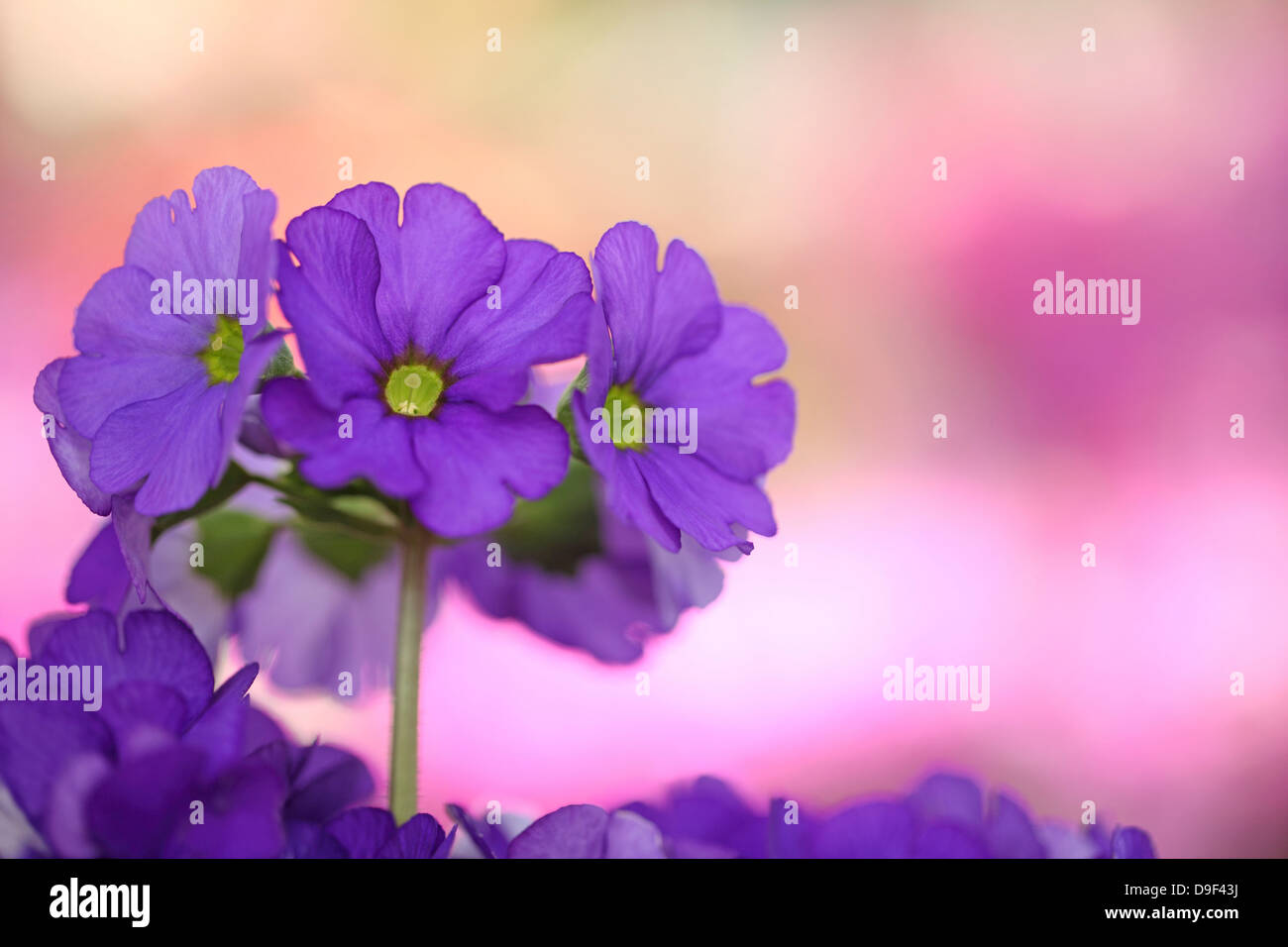 Purple primula obconica hi-res stock photography and images - Alamy