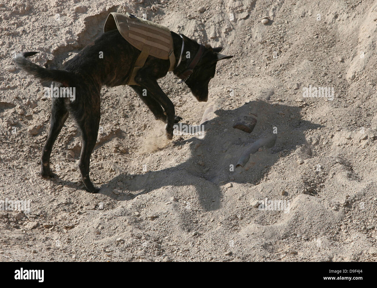 A military working dog searches an area for simulated explosives Stock ...