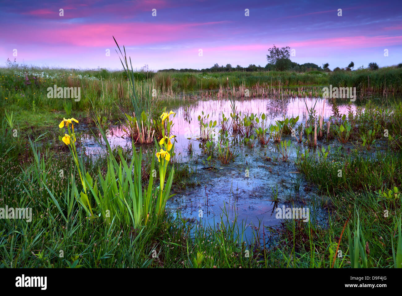 Swamp plant with flowers hi-res stock photography and images - Alamy