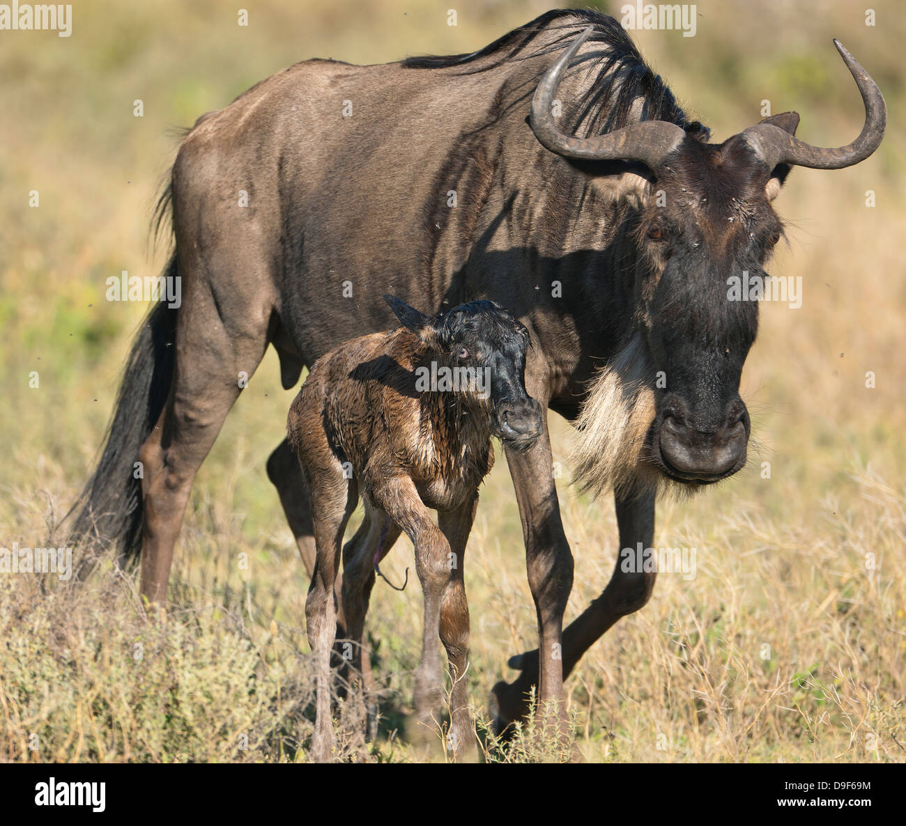 Wildebeest and birth hi-res stock photography and images - Alamy