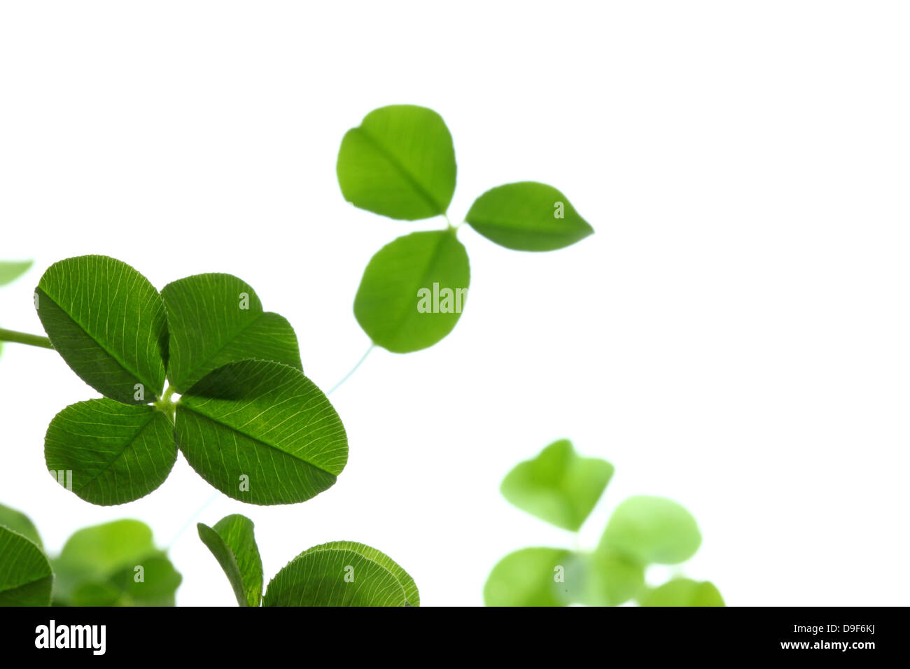 Clover studio hi-res stock photography and images - Alamy