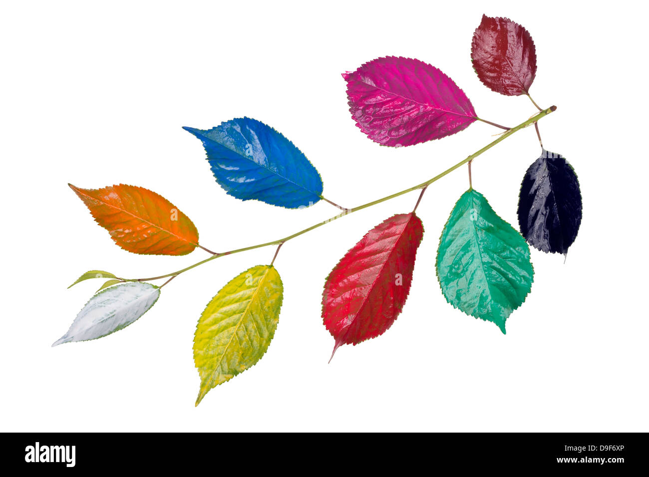 Rainbow painted colored happy joyful chery tree fresh branch isolated ...