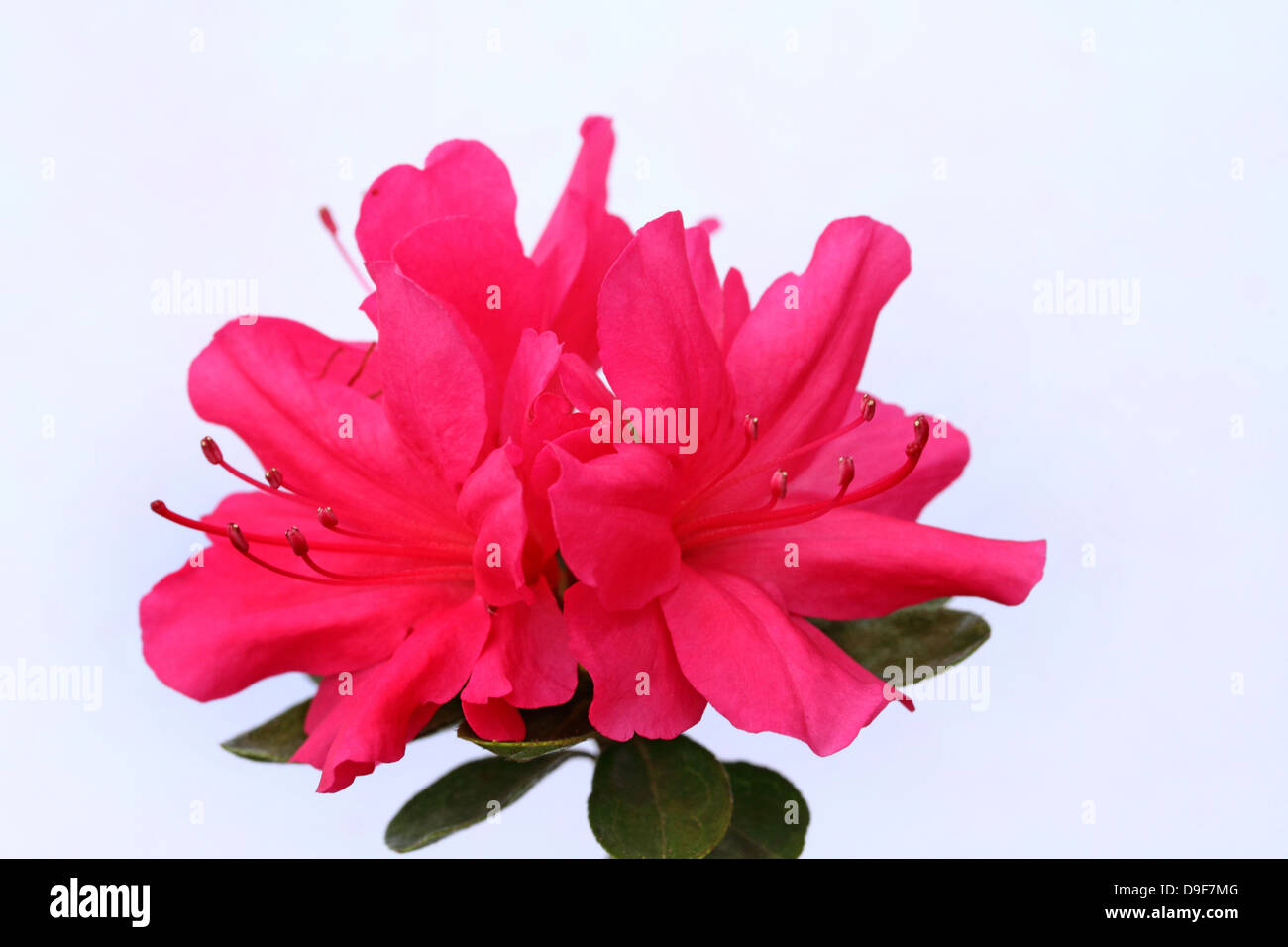 Azalea stamen hi-res stock photography and images - Alamy