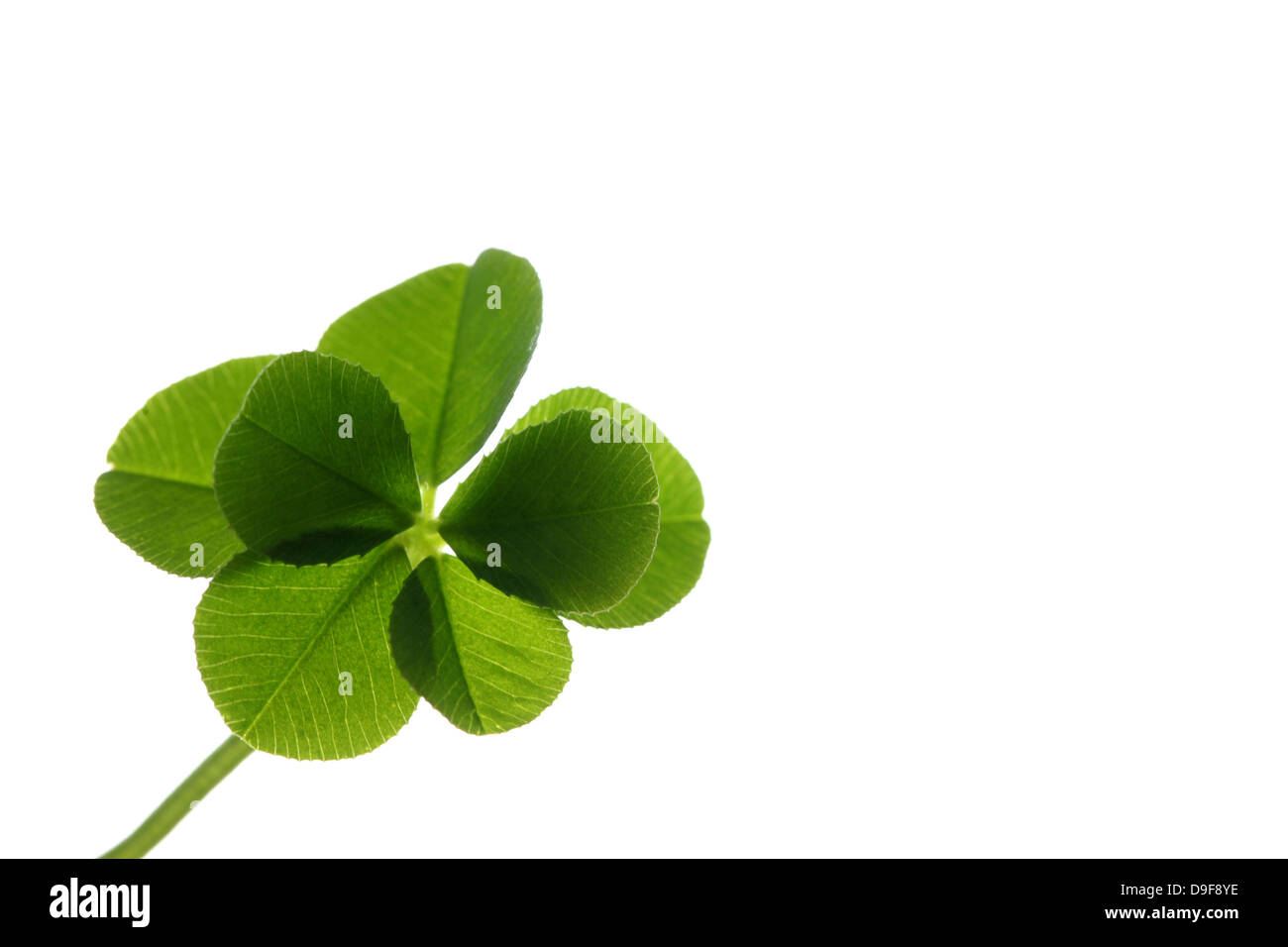 Seven leaf clover hi-res stock photography and images - Alamy