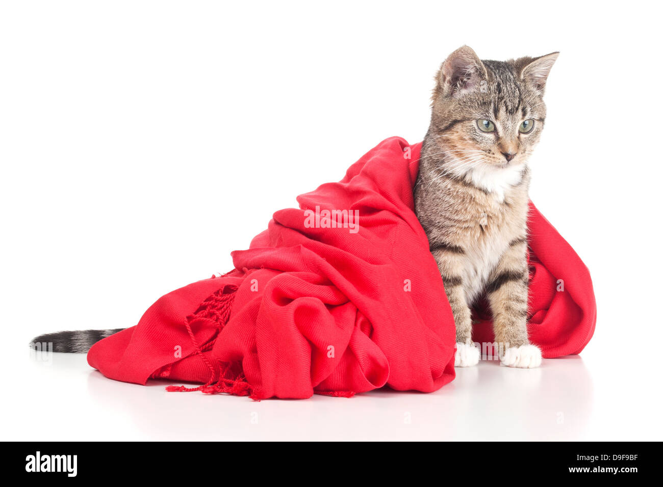 Scarf cat hi-res stock photography and images - Alamy