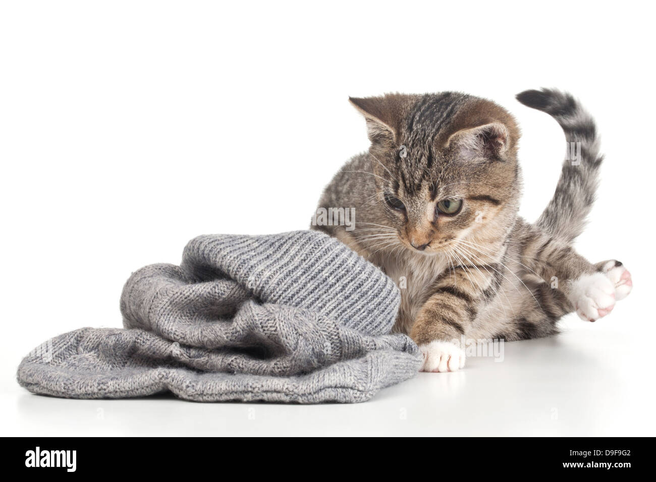 Wool from animals hi-res stock photography and images - Alamy