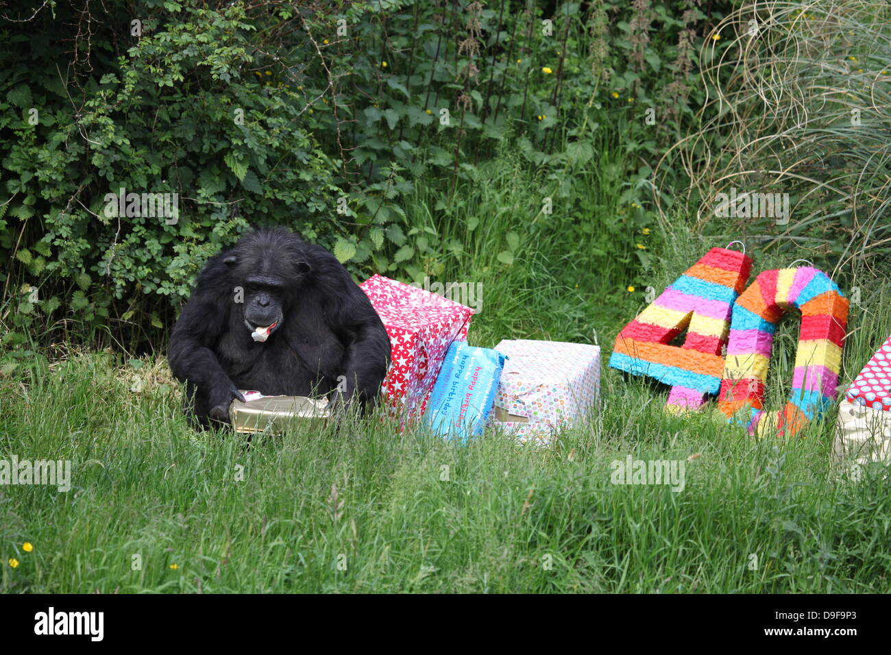 Koko the chimpanzee, the Zoo's oldest resident, celebrates her 40th ...