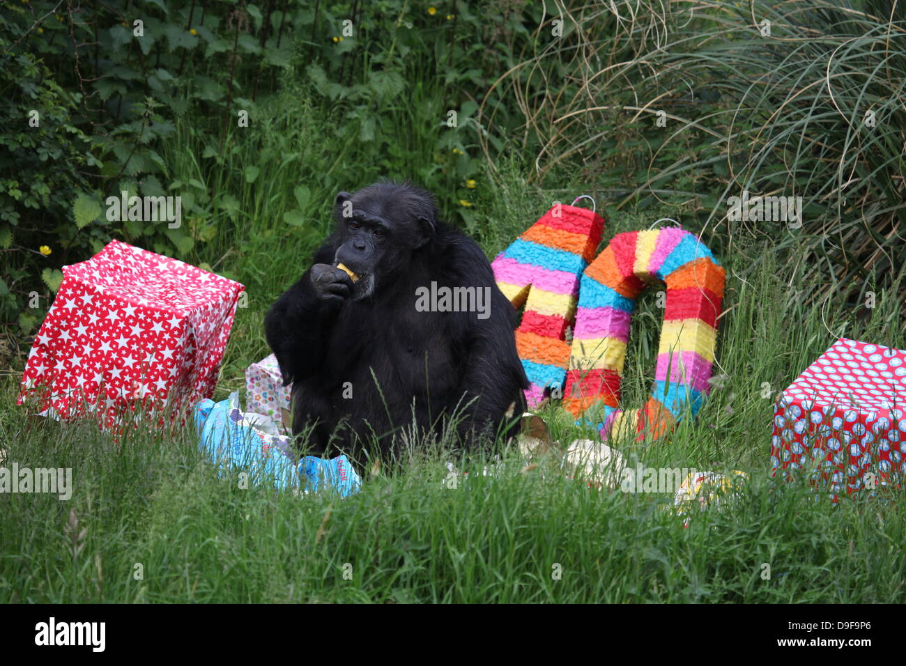 Koko the chimpanzee, the Zoo's oldest resident, celebrates her 40th ...