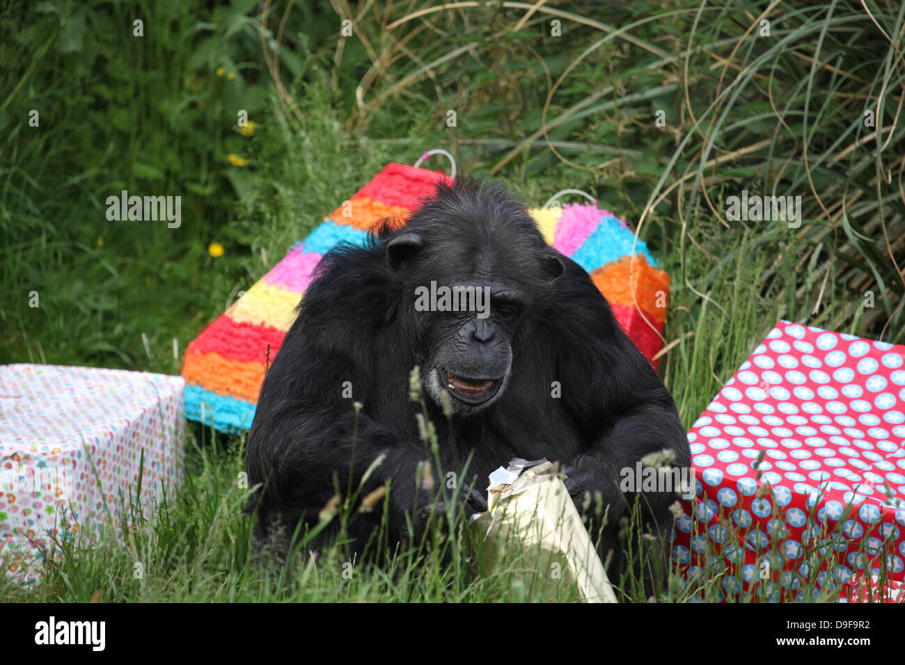 Koko the chimpanzee, the Zoo's oldest resident, celebrates her 40th ...