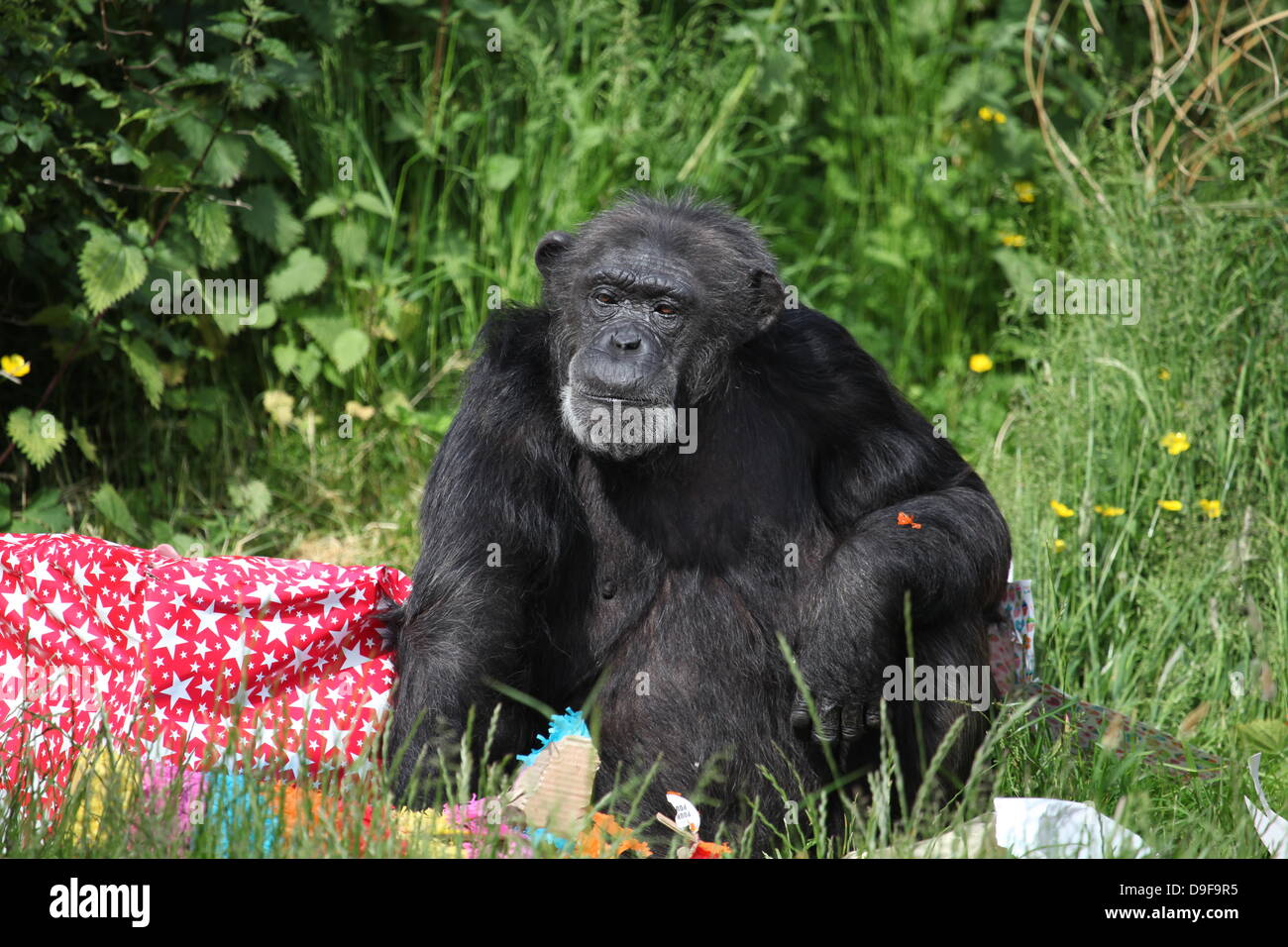 Koko the chimpanzee, the Zoo's oldest resident, celebrates her 40th ...