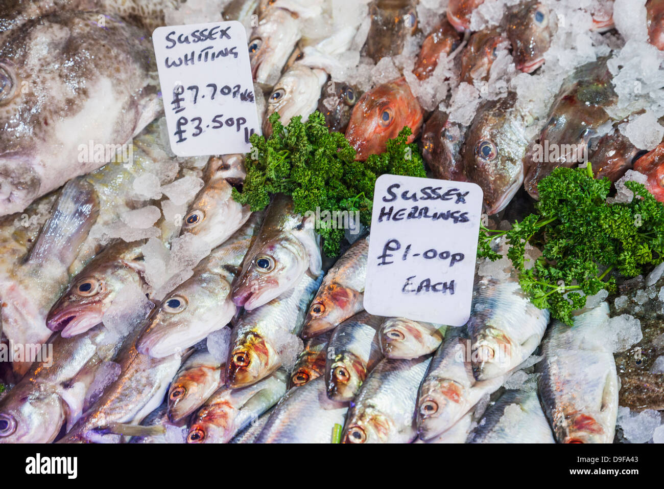 Uk whiting fish hi-res stock photography and images - Alamy