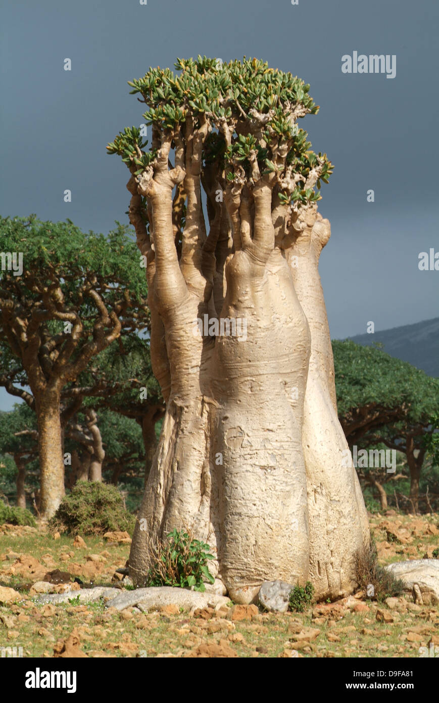 Socotra island tree hi-res stock photography and images - Alamy