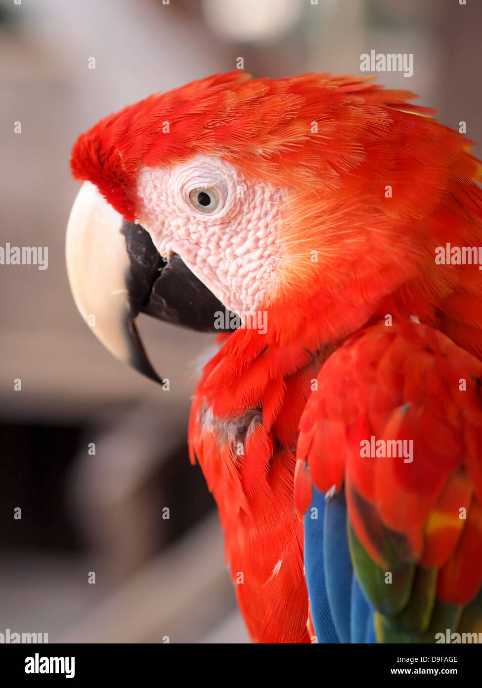 Scarlet macaw amazon hi-res stock photography and images - Alamy